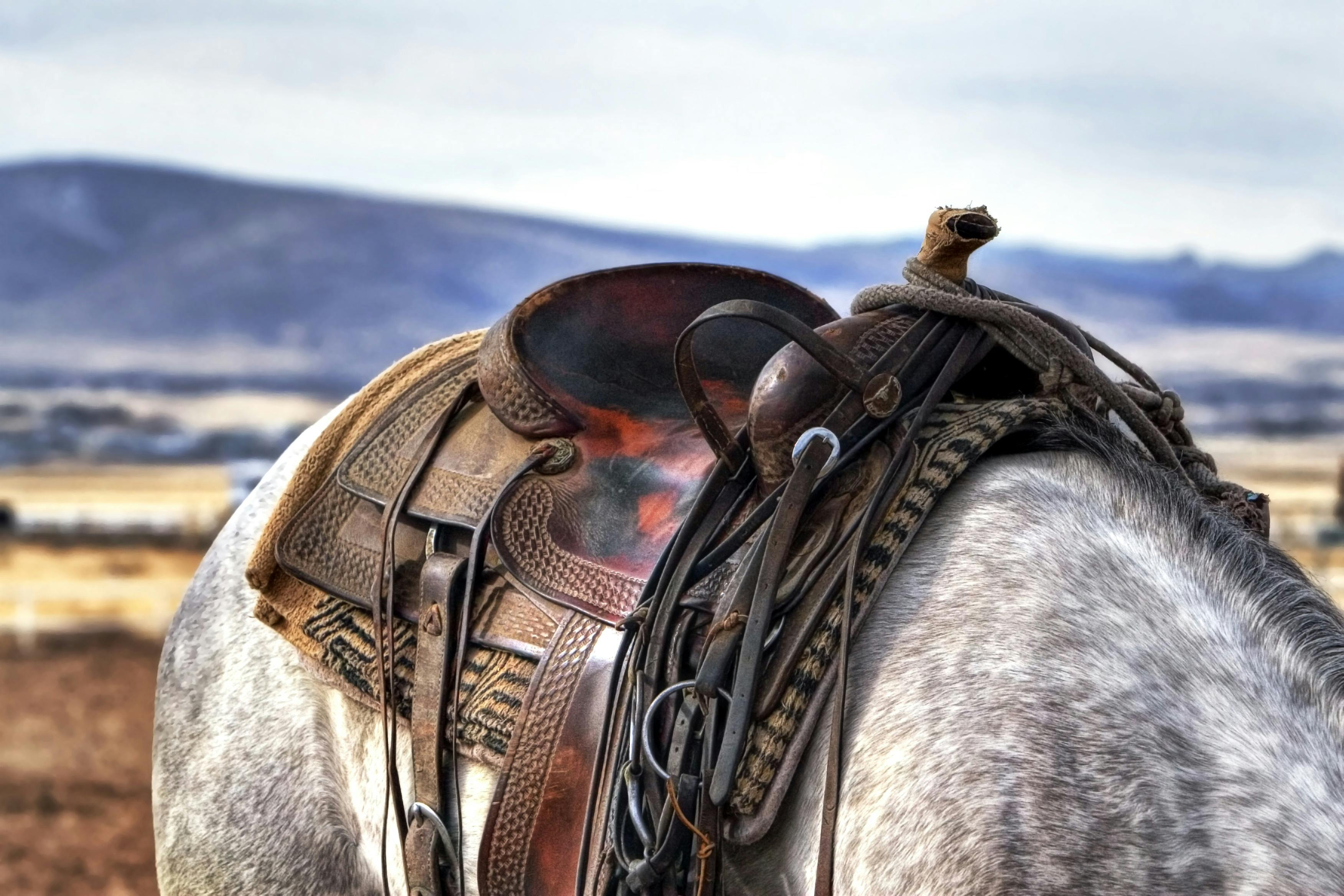 Saddle Fusion – Premium Handmade Leather Saddles | Western, English ...